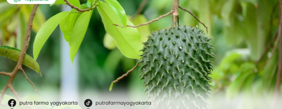 Hidup Lebih Sehat Dengan 12 Khasiat Rebusan Daun Sirsak Hidup Lebih Sehat Dengan 12 Khasiat Rebusan Daun Sirsak